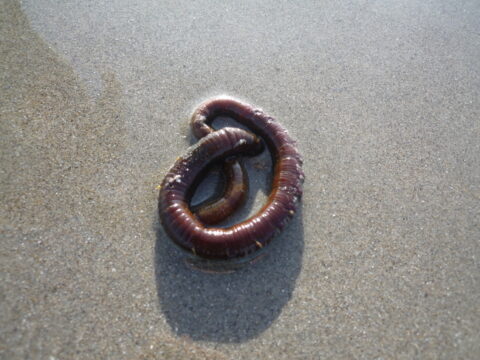 Arénicole | Pour une pêche à pied de loisir durable en France – Réseau ...