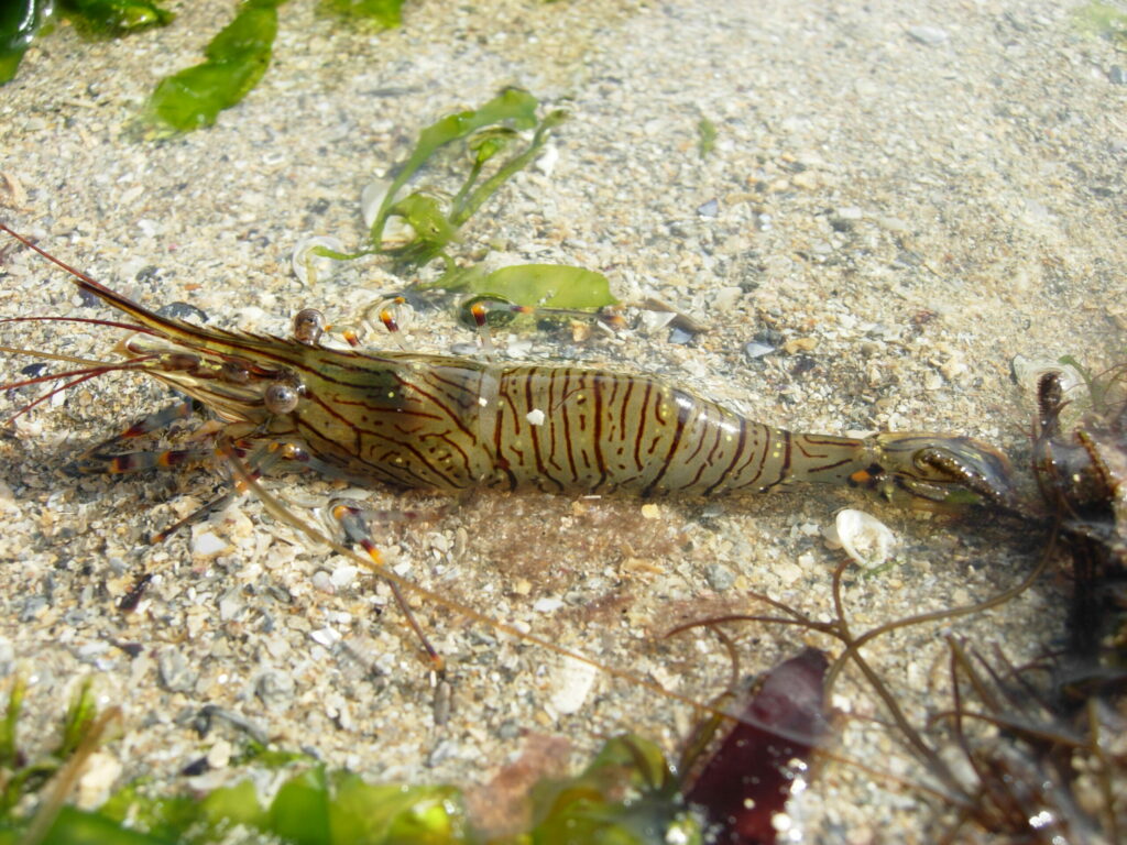 Crevette rose | Pour une pêche à pied de loisir durable en France ...