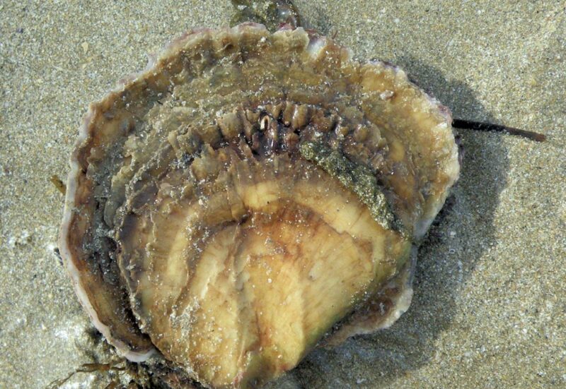 Huître plate | Pour une pêche à pied de loisir durable en France ...