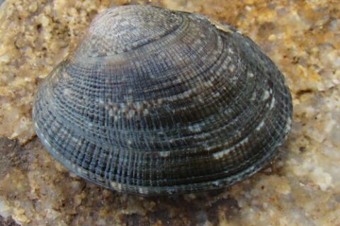 Palourdes grises | Pour une pêche à pied de loisir durable en France ...