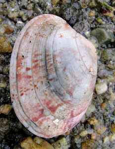 Palourde rose | Pour une pêche à pied de loisir durable en France ...