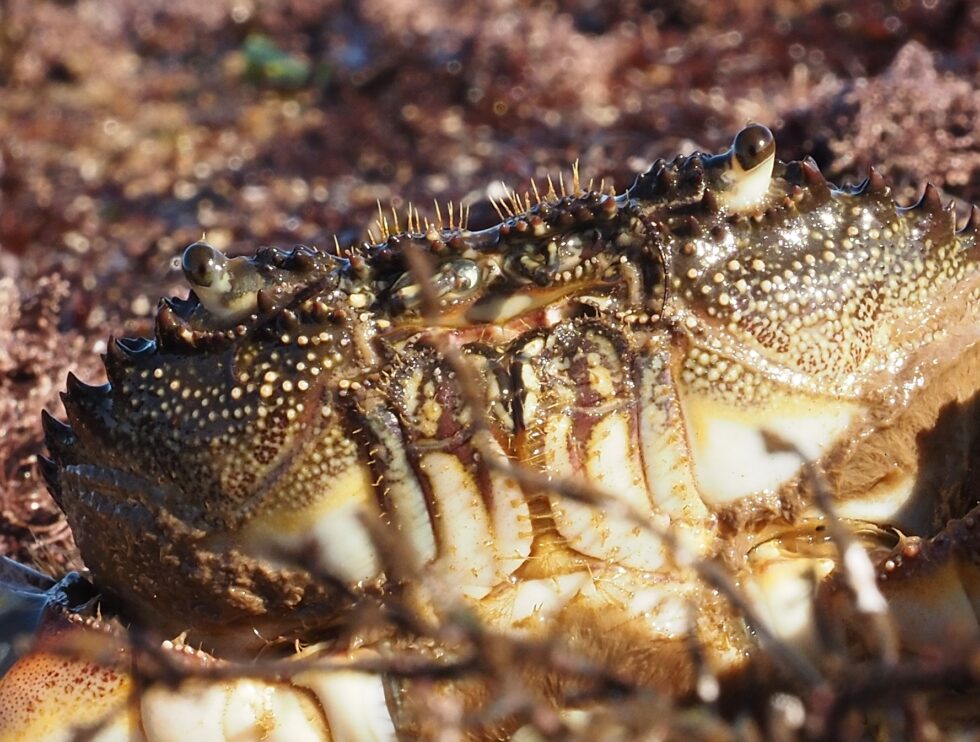 Crabe de rochers | Pour une pêche à pied de loisir durable en France ...