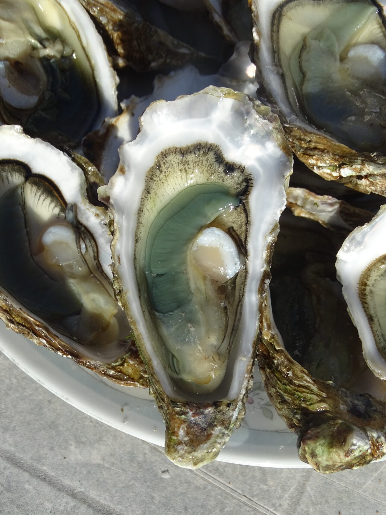 Huître creuse | Pour une pêche à pied de loisir durable en France ...
