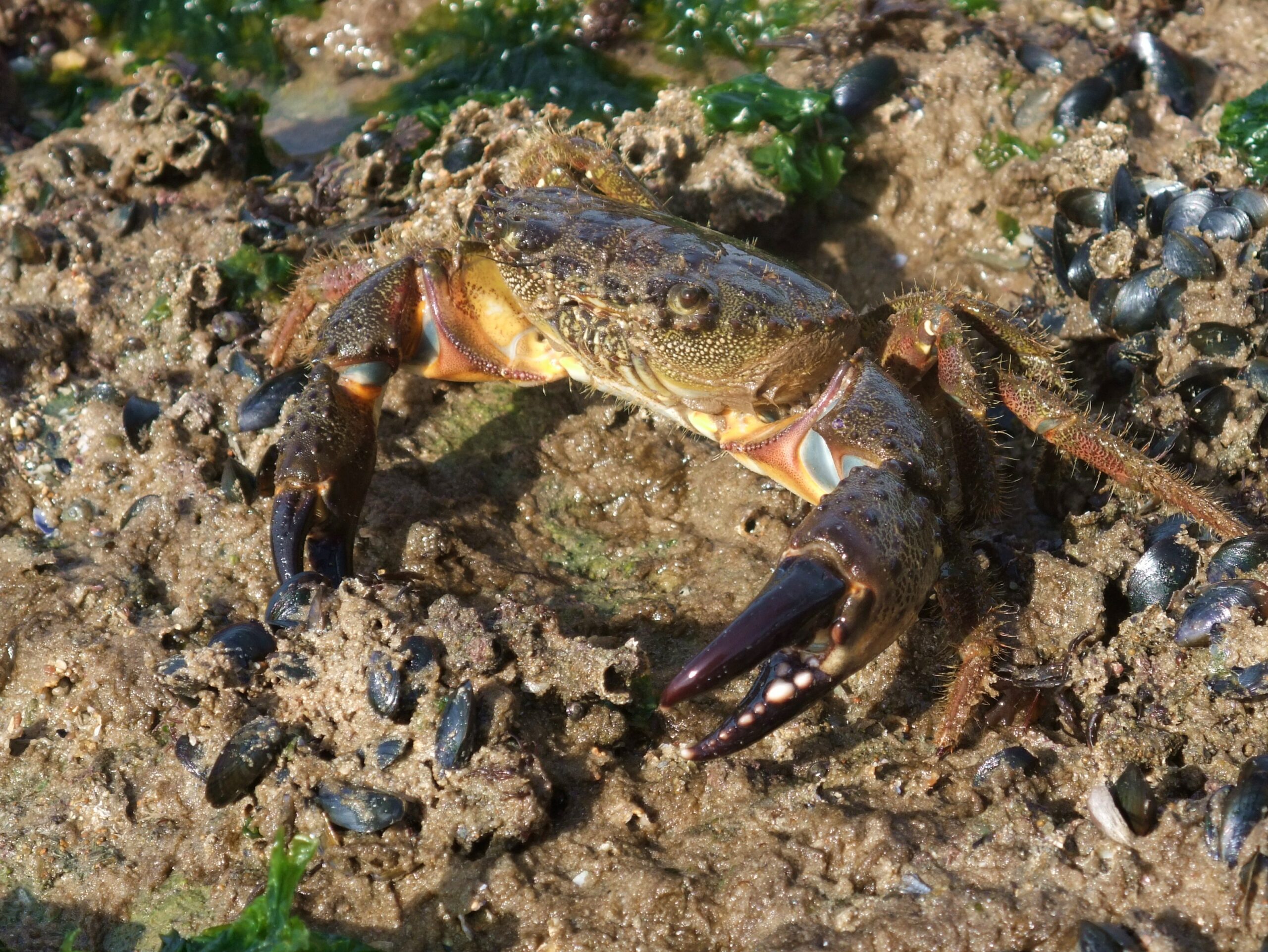 Crabe de rochers | Pour une pêche à pied de loisir durable en France ...